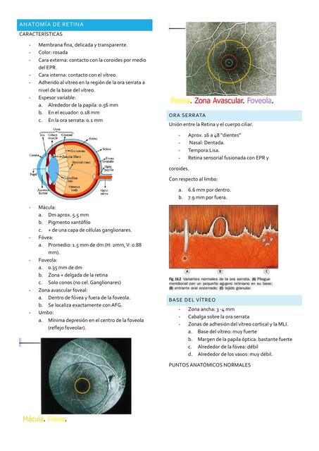 ANATOMÍA DE LA RETINA | Angie Barrios | uDocz