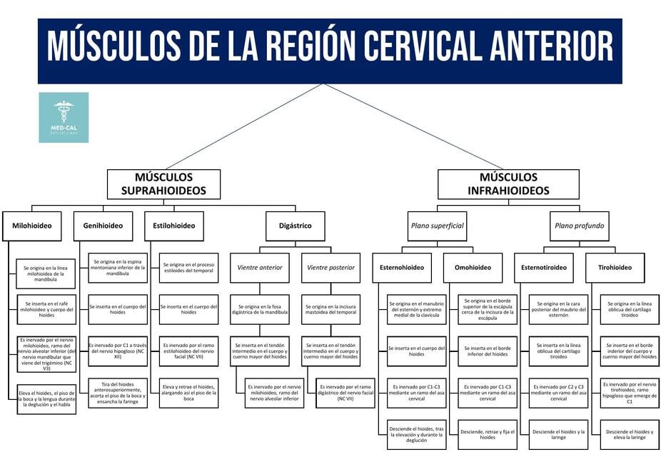 Músculos de la región cervical anterior | Pedro Medina | uDocz