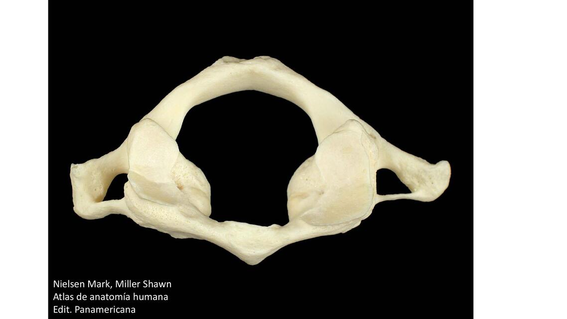 Imagenes Nielsen cabeza y cuello | Eli Montserrat Monroy Gálvez | uDocz