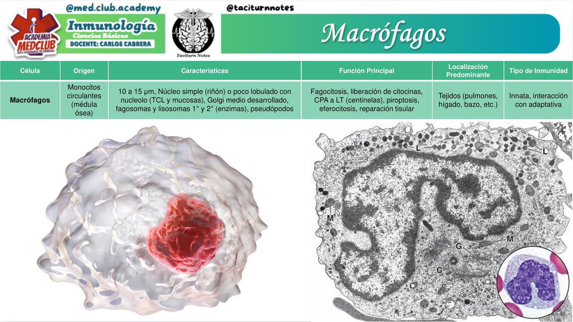 Macrófagos | Taciturn Notes | uDocz