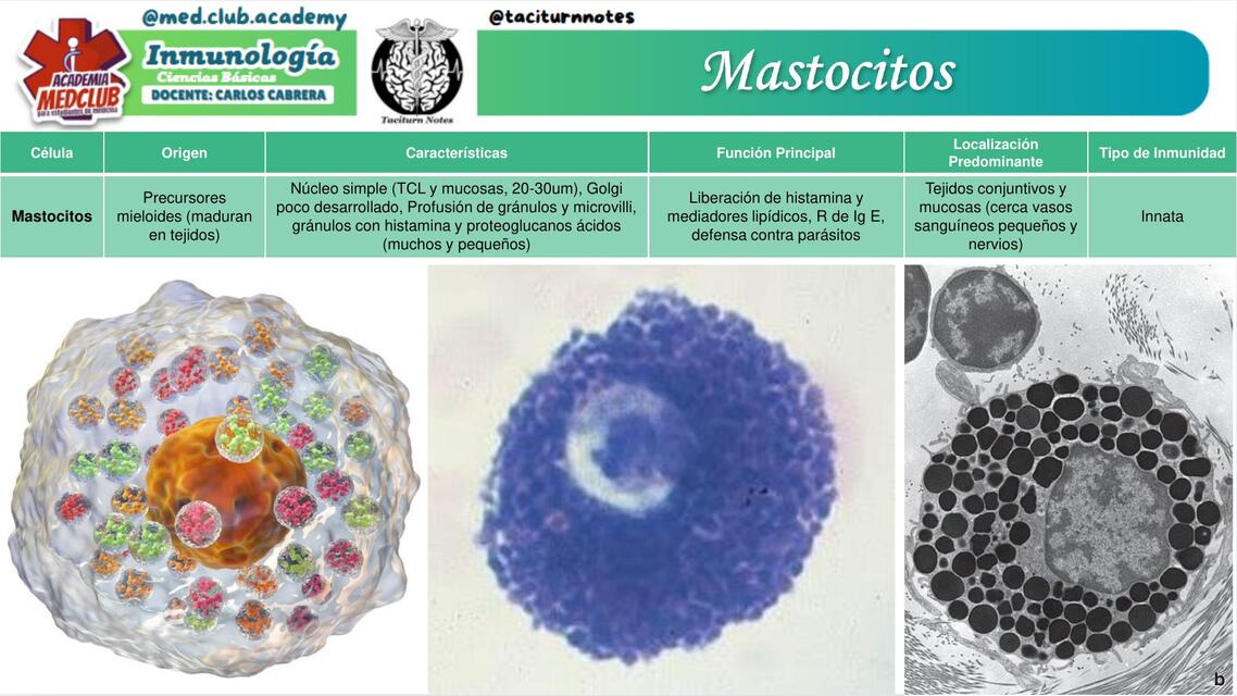 Mastocitos | Taciturn Notes | uDocz