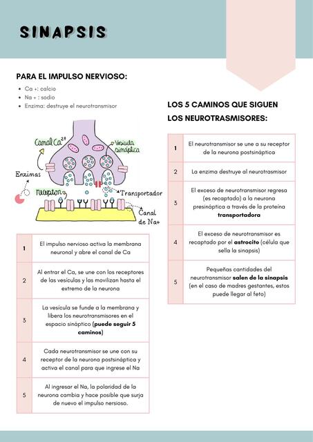 Sinapsis neuronal | Steptudies | uDocz