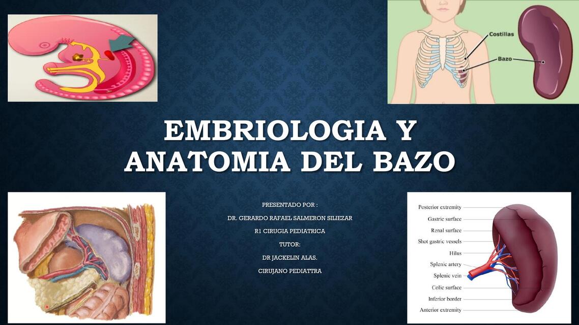 EMBRIOLOGIA Y ANATOMIA DEL BAZO | Gerardo Rafael Salmeron Siliezar | uDocz
