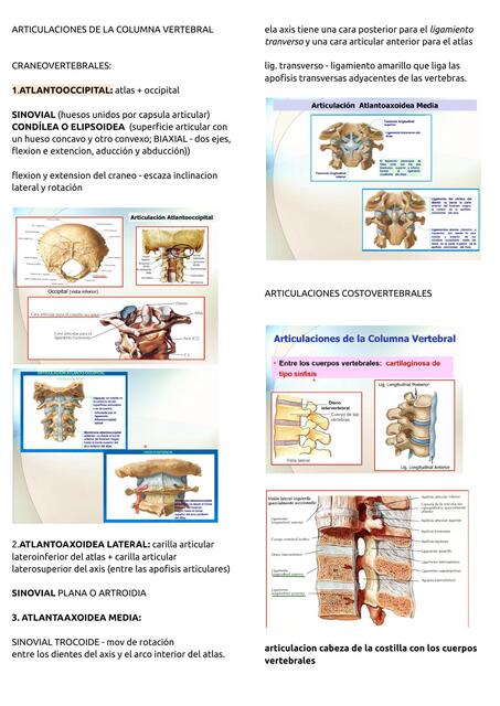 ARTICULACIONES DE LA COLUMNA VERTEBRAL | Karolina Faleiro | uDocz