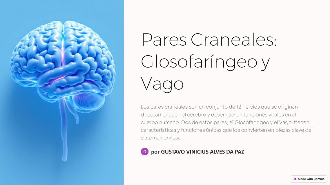 Pares Craneales Glosofaringeo y Vago | GUSTAVO VINICIUS ALVES DA PAZ ...