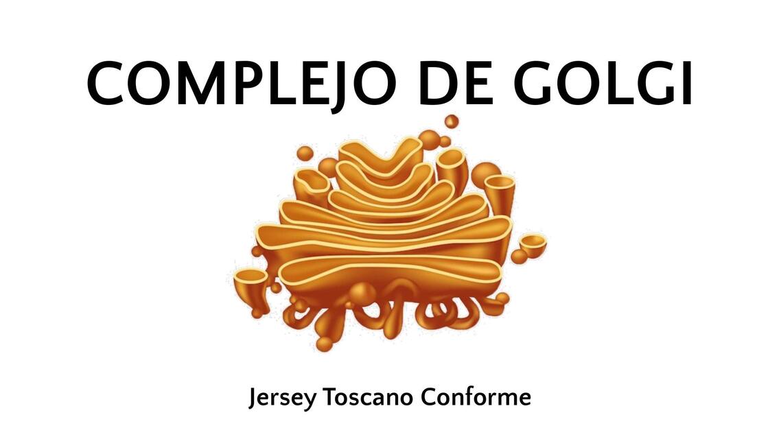 Complejo de Golgi | Jersey | uDocz