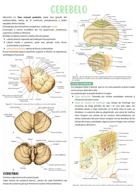 Cerebelo | Andy | uDocz