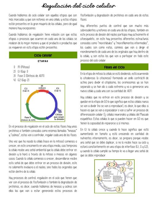Regulación Del Ciclo Celular Antonia Udocz 7839
