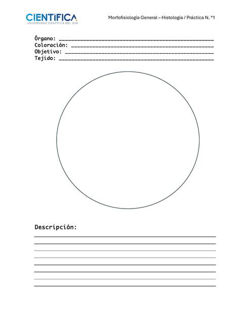 Plantilla Informes Histo | Shaynna | uDocz