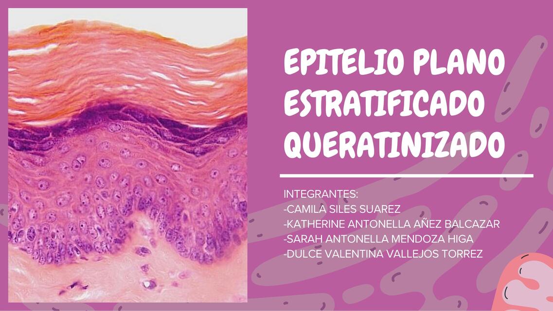 EPITELIO PLANO ESTRATIFICADO QUERATINIZADO | Dulce Vallejos | uDocz