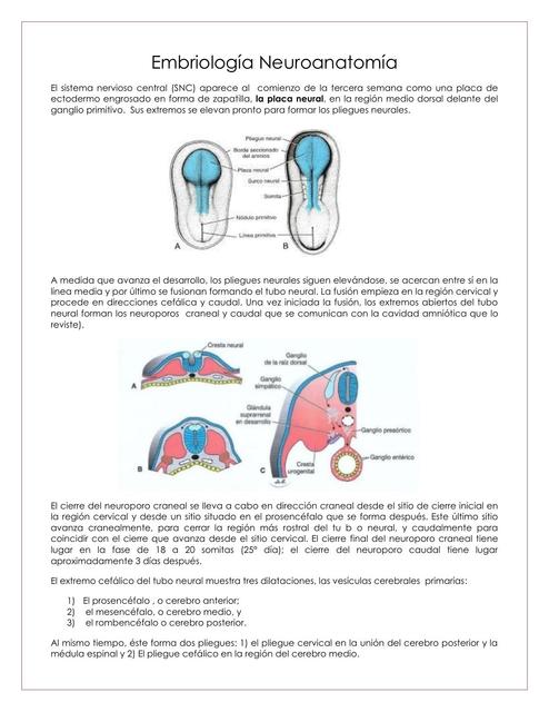 Embriologia Neuroanatomia | Jessy Lorena Fernandez | uDocz