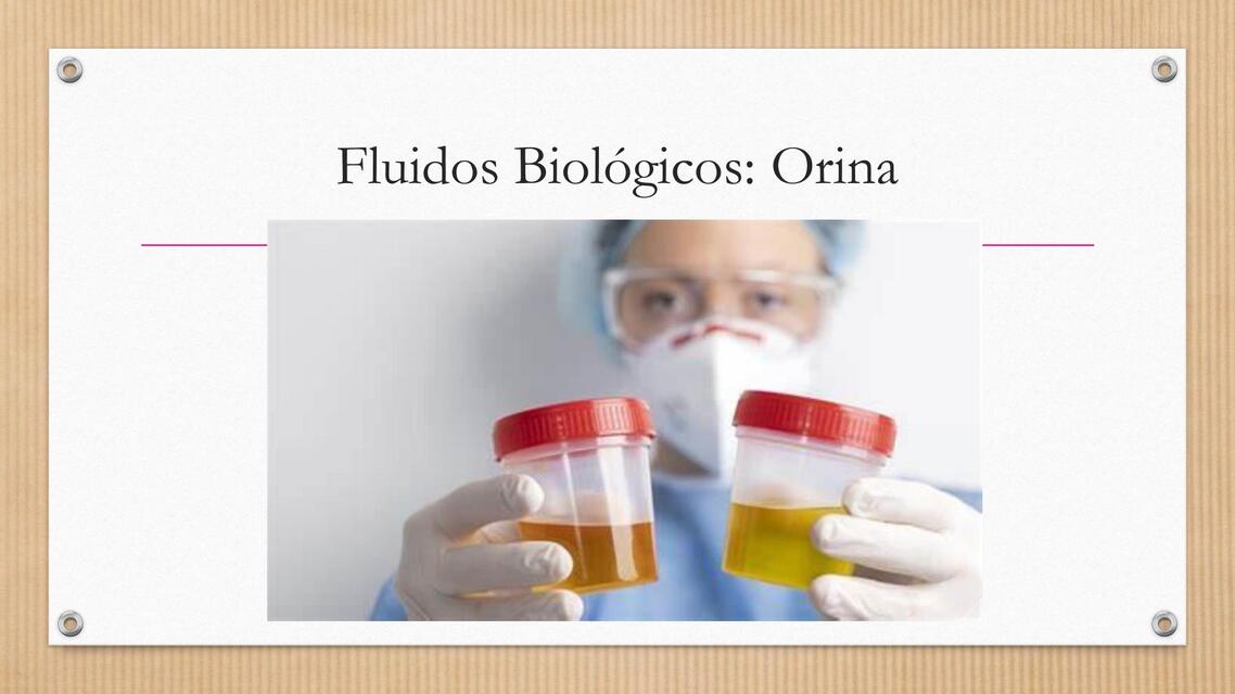 Fluidos Biológicos orina 1 | Nadia | uDocz
