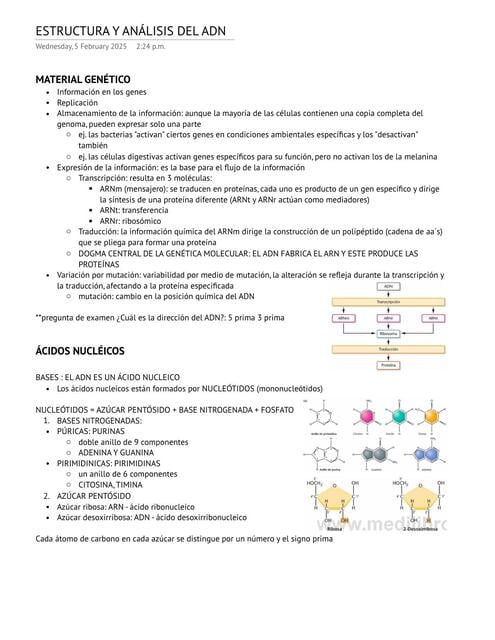 ESTRUCTURA Y ANÁLISIS DEL ADN | SARA PORTILLO | uDocz