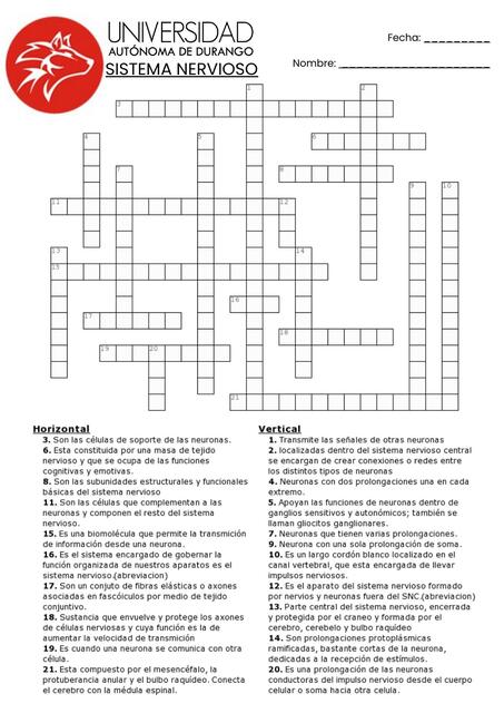 Actividad de refuerzo SISTEMA NERVIOSO crucigrama | Lucia sarahi Conde ...