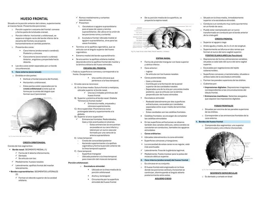 HUESOS DEL CRÁNEO ROUVIERE | Cristina | uDocz