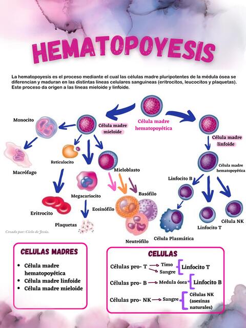 Hematopoyesis | Cielo de Jesus | uDocz
