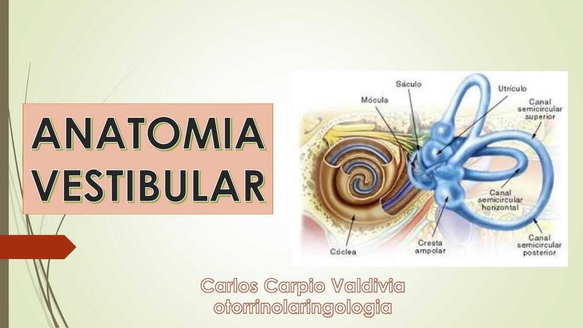 sind vestibular USMP | Step | uDocz