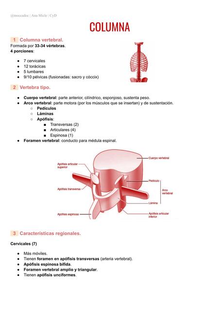 Resumen de Columna Vertebral | Ana | uDocz