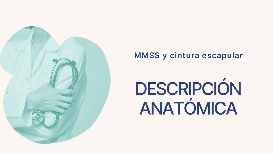 Miembro superior y cintura escapular | Giulia.222 | uDocz