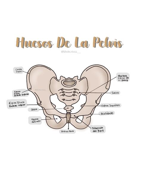 Pelvis Huesos De La Pelvis Med Notes Estudiante De Medicina Udocz