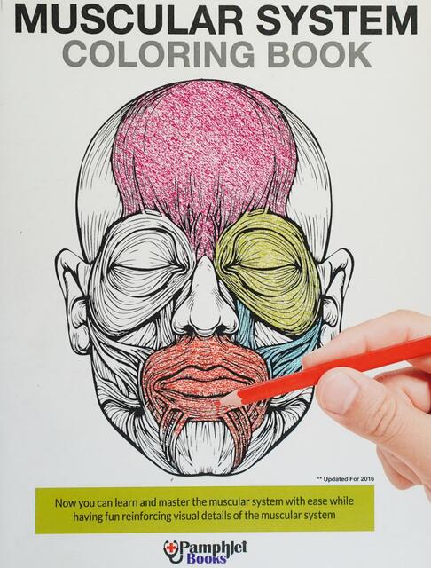 Muscular System Coloring Book Pamphlet | ELENA TENORIO | uDocz