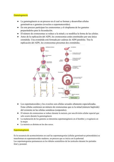 Embriologia parcial 1 1 | paola | uDocz