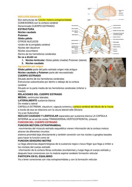 Flashcards de nucleos basales resumen neuroanatmia | Por Yeimz Zamora ...