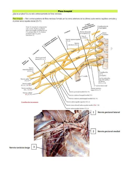 3 Plexo braquial | deborah paola | uDocz