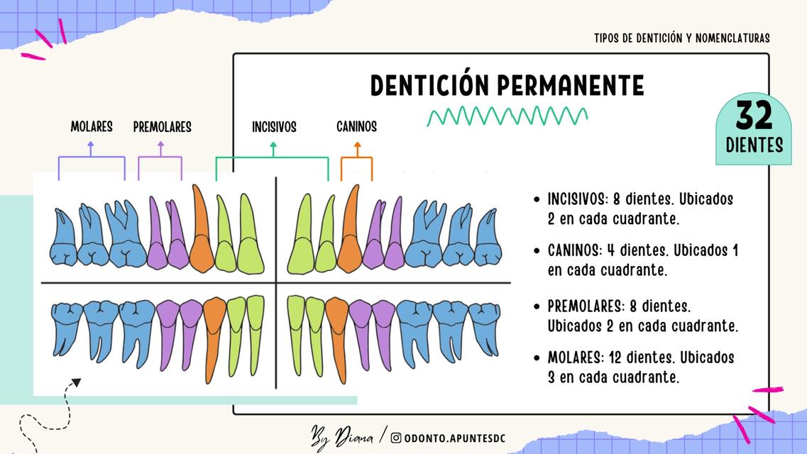TIPOS DE DENTICIÓN Y NOMENCLATURAS | Odonto.apuntesdc | uDocz