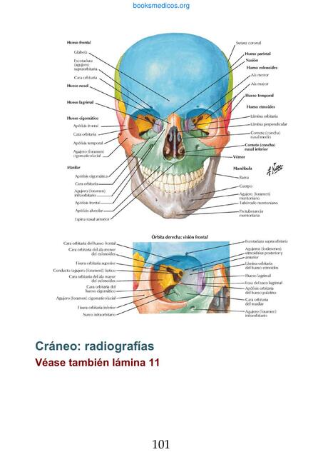 Netter Atlas de Anatomía Humana 7 Edición | Vanesa Barraza | uDocz