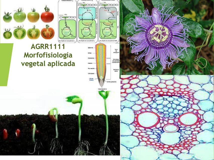 Semana 1 Clase 1 morfo 2025(1) | HECTOR MOISES | uDocz