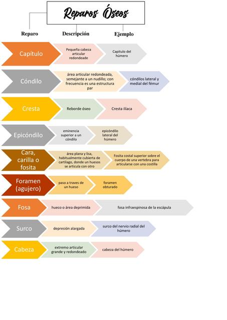 Reparos óseos | Bianca Romero Medina | uDocz