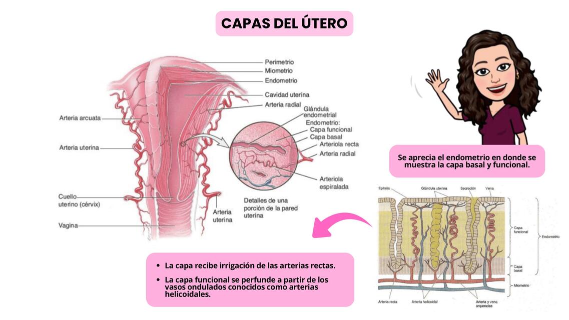 CAPAS DEL ÚTERO | Mabel/ | uDocz