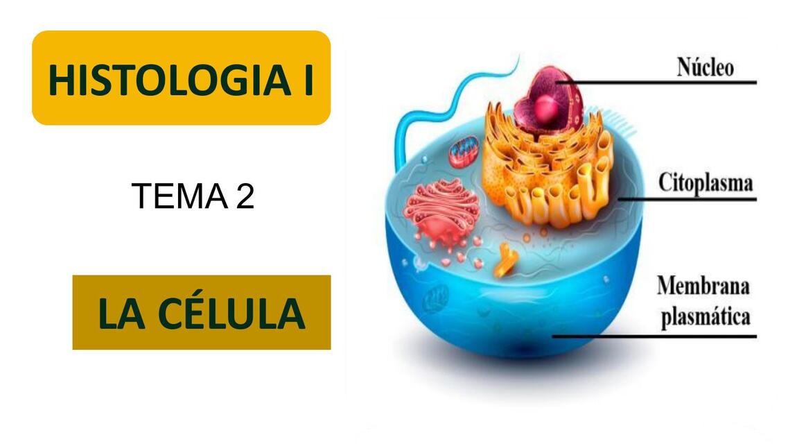 CÉLULA | Patricia Arias Flores | uDocz