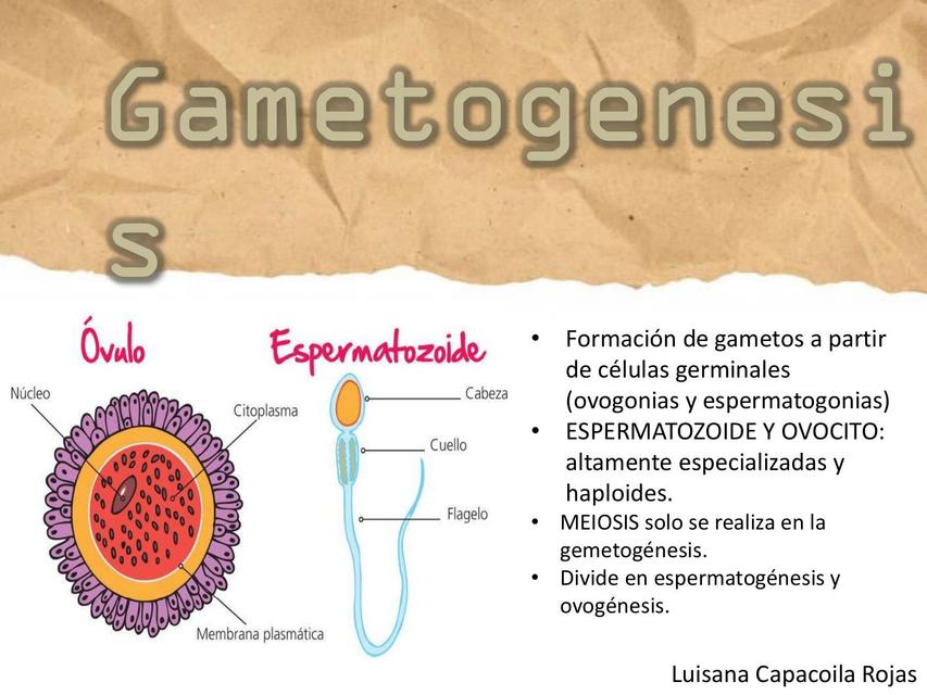 Gametogénesis Breve repaso | uDocz creators | uDocz