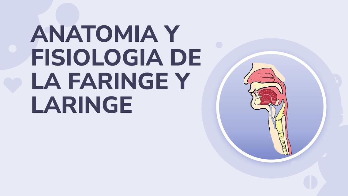 ANATOMIA Y FISIOLOGIA DE LA FARINGE Y LARINGE | Summaries_med | uDocz