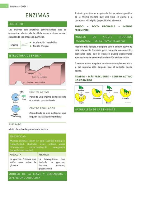 Apunte enzimas | Mariafe | uDocz