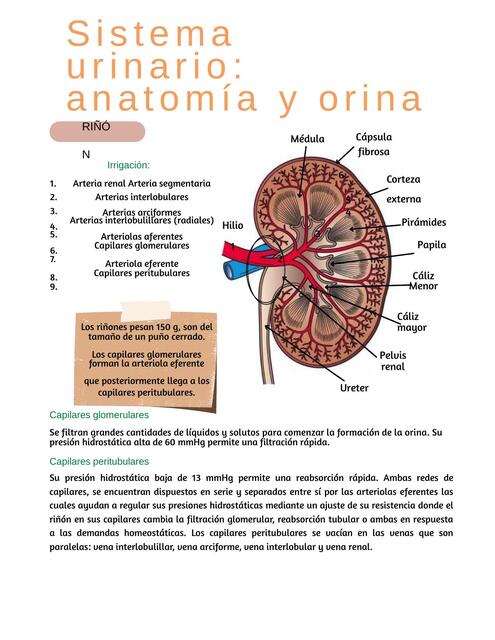 sistema urinario ana downloadable pdf | Jack | uDocz