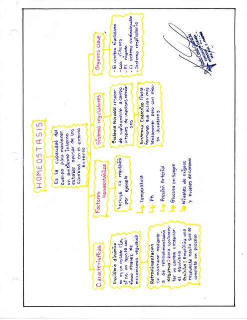 HOMEOSTASIS MAPA CONCEPTUAL | Schecid | uDocz