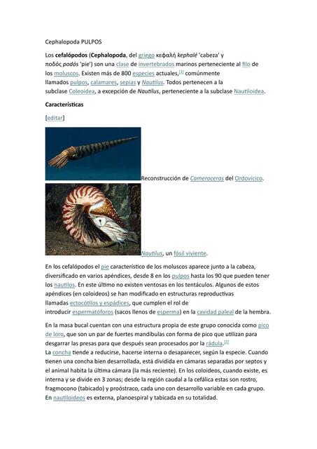 Cephalopoda pulpos reales | Dan | uDocz
