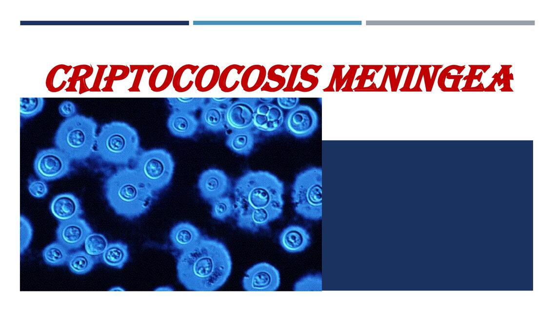 CRIPTOCOCOSIS MENINGEA | Mauricio | uDocz