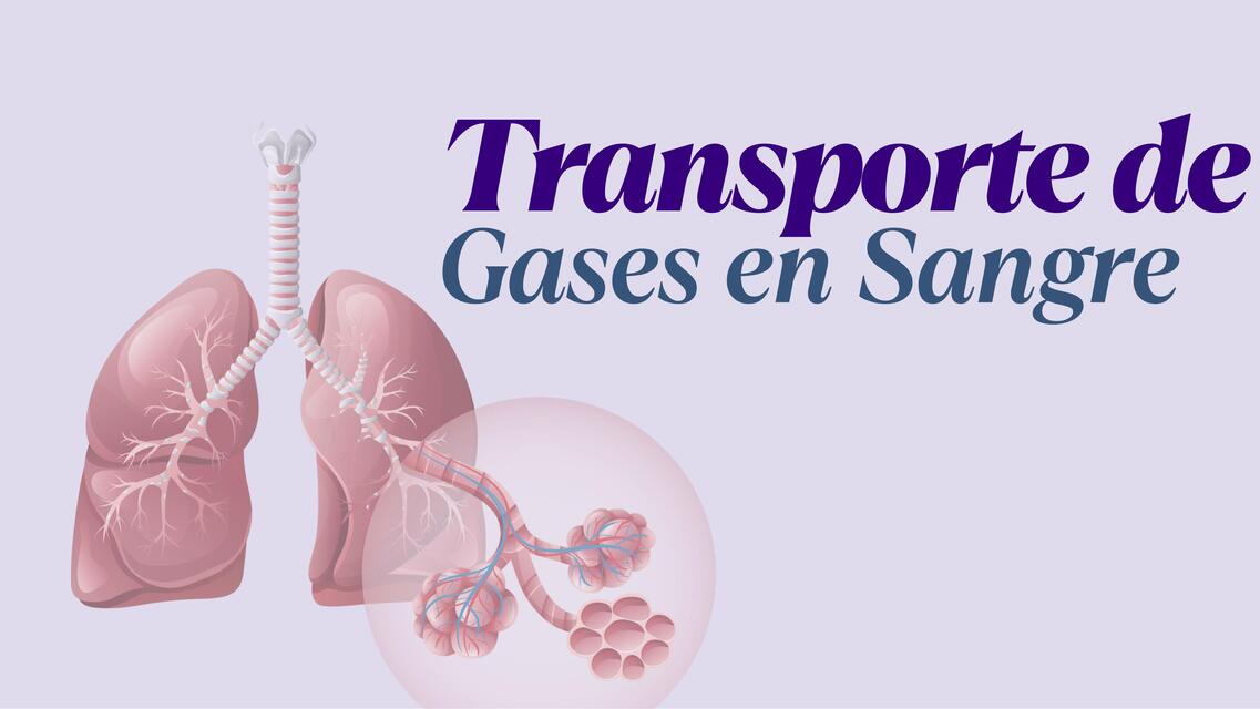 Transporte de Gases en Sangre | Karina Sauceda | uDocz