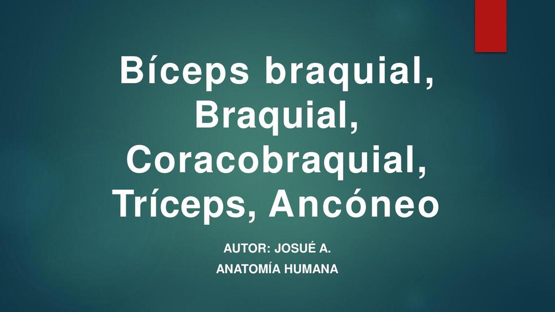 Músculos Bíceps braquial, braquial, coracobraquial, tríceps y ancóneo ...