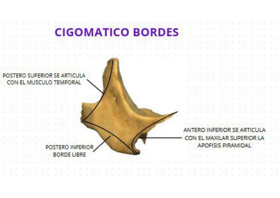 hueso cigomatico | Itachi san | uDocz