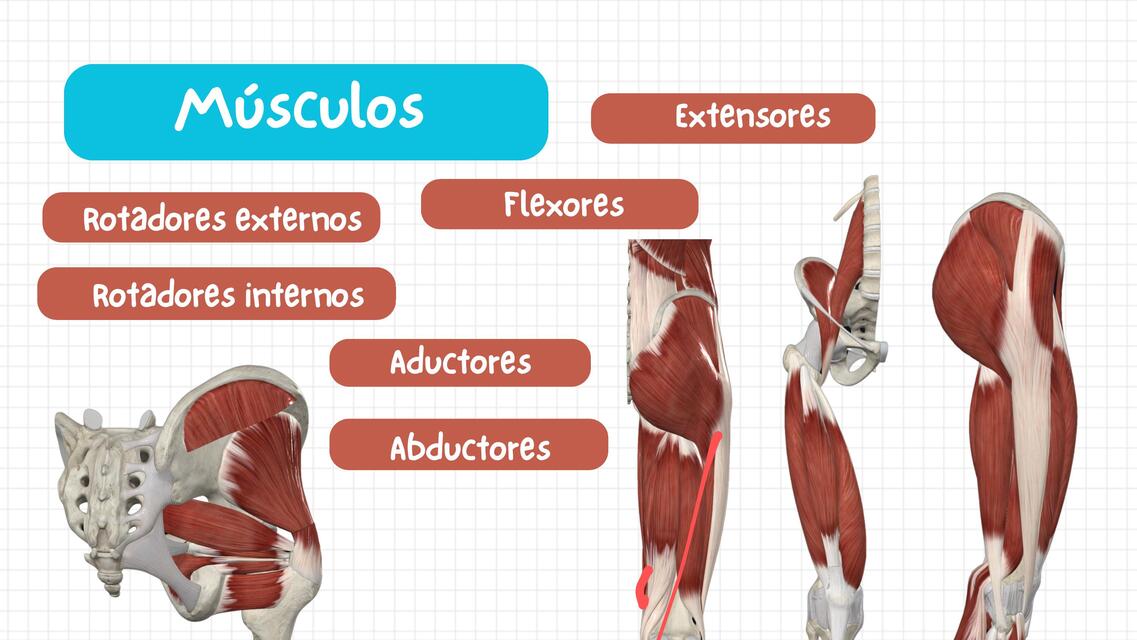 Músculos cadera origen e inserción | saiderlyn | uDocz