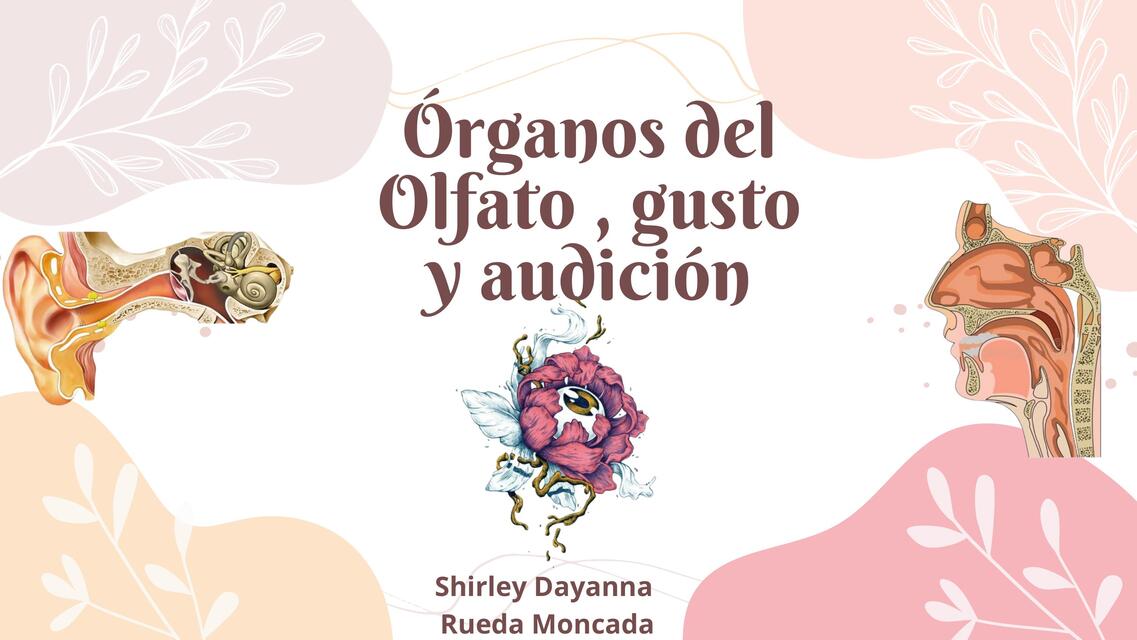 Órgano del Olfato, gusto y audición | Shirley Dayana Rueda Moncada | uDocz