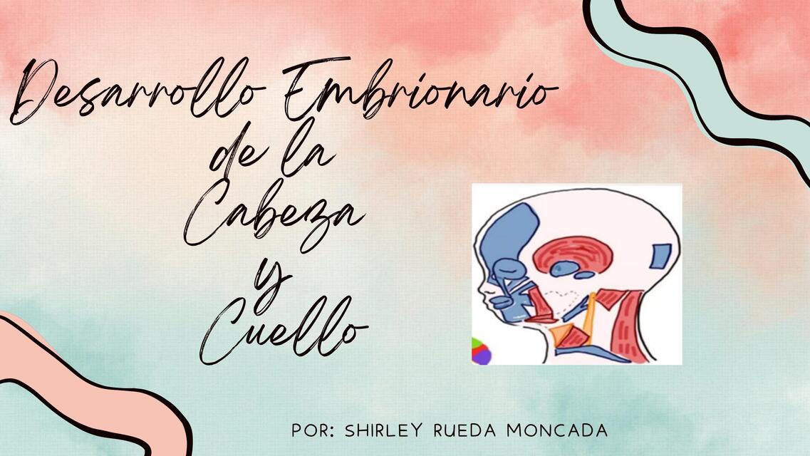 Desarrollo Embrionario de la Cabeza y Cuello | Shirley Dayana Rueda Moncada | uDocz