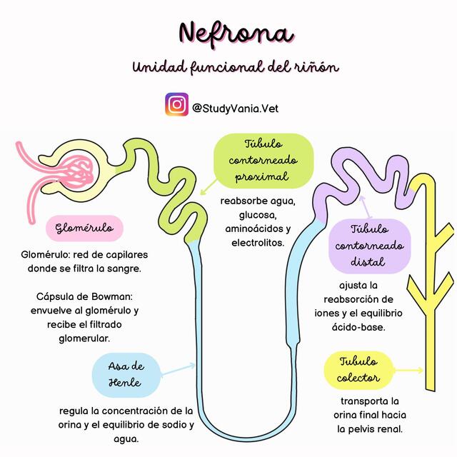 Nefrona unidad funcional del riñón | StudyVania.Vet | uDocz