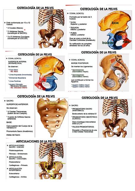 Flashcards de ANATO PELVIS 1 | Por claudia | uDocz