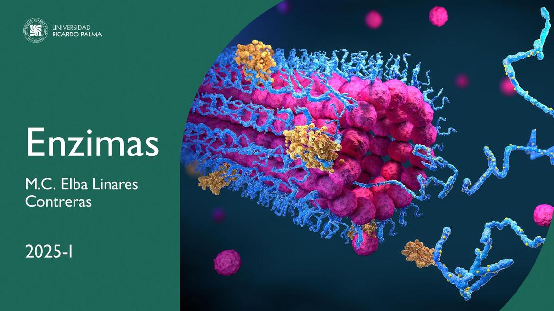 Clase V Enzimas | Emiko | uDocz